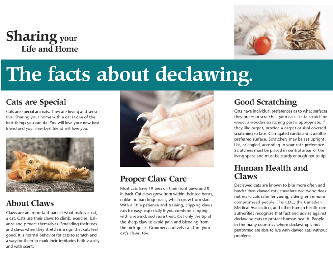 Animal Welfare Organization - The Paw Project's Resources